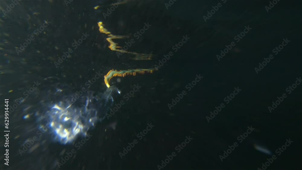 Worm Polychaeta Nereis virens (Alitta virens) from family Nereididae ...
