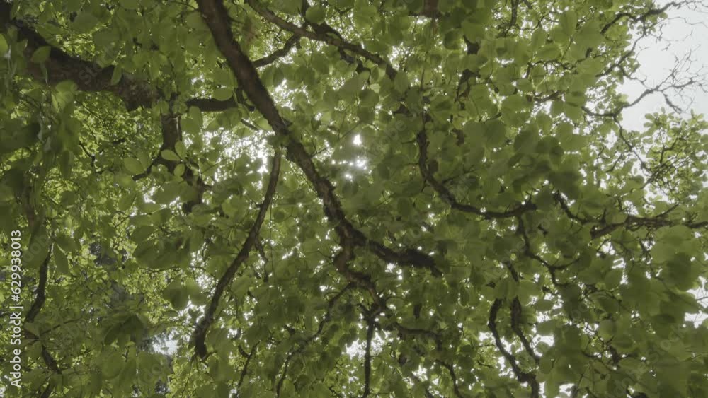 Upward view of the treetops in a dense summer forest with sunbeams ...