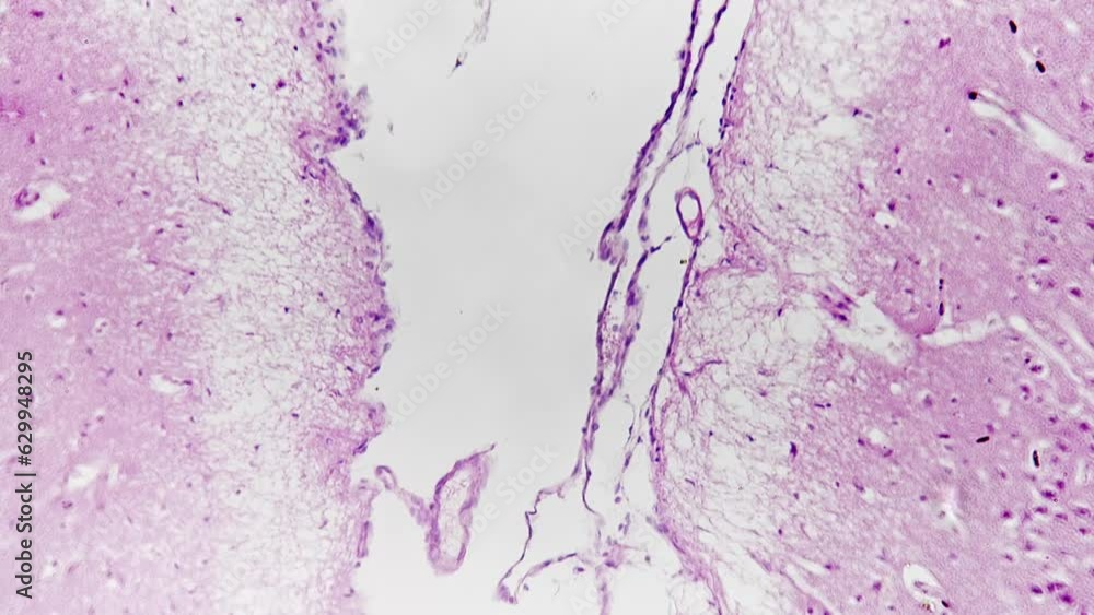 Section of human sensory cortex filmed under microscope 200x on bright ...