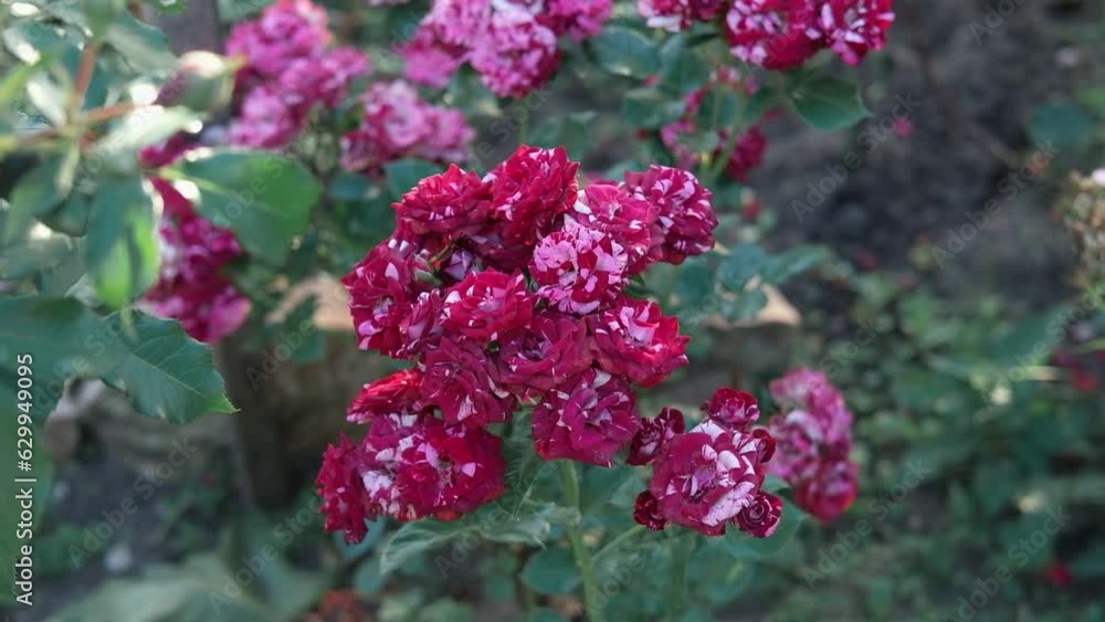 Rose bush. Rosebush growing and blooming in the garden. Rosarium, rose ...