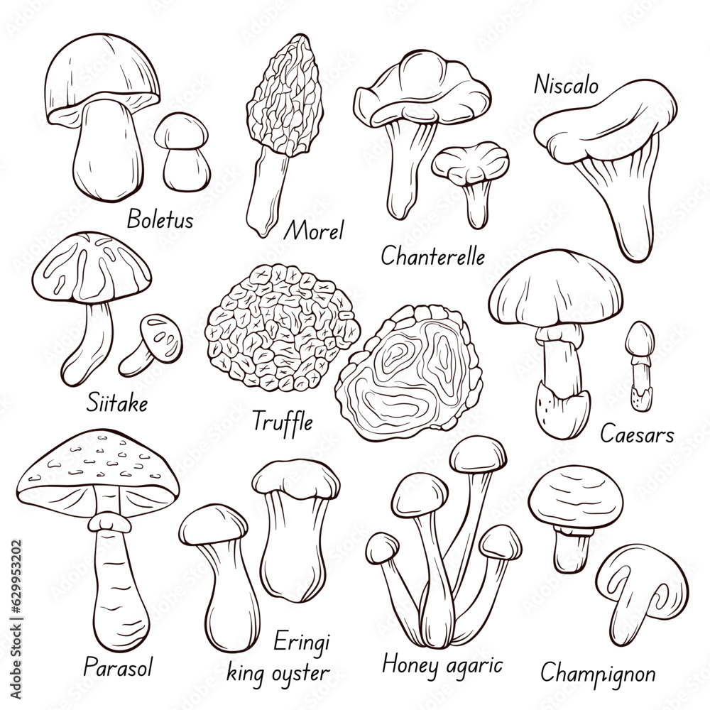 Edible mushrooms collection in line art style. Hand drawn food drawing ...