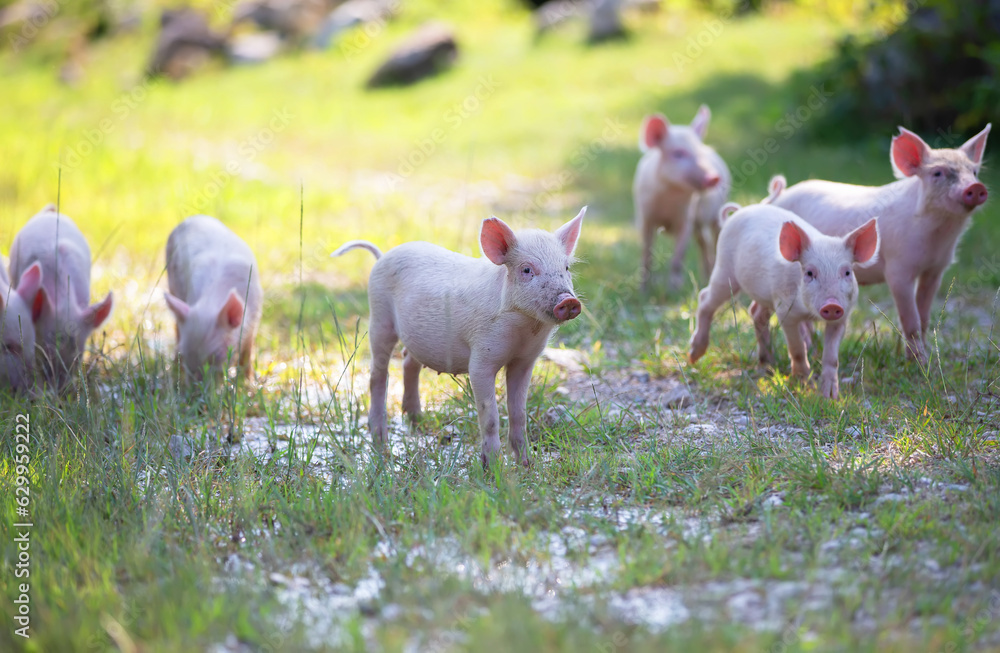 Funny little piglets walk in nature.Funny little piglets walk in nature ...