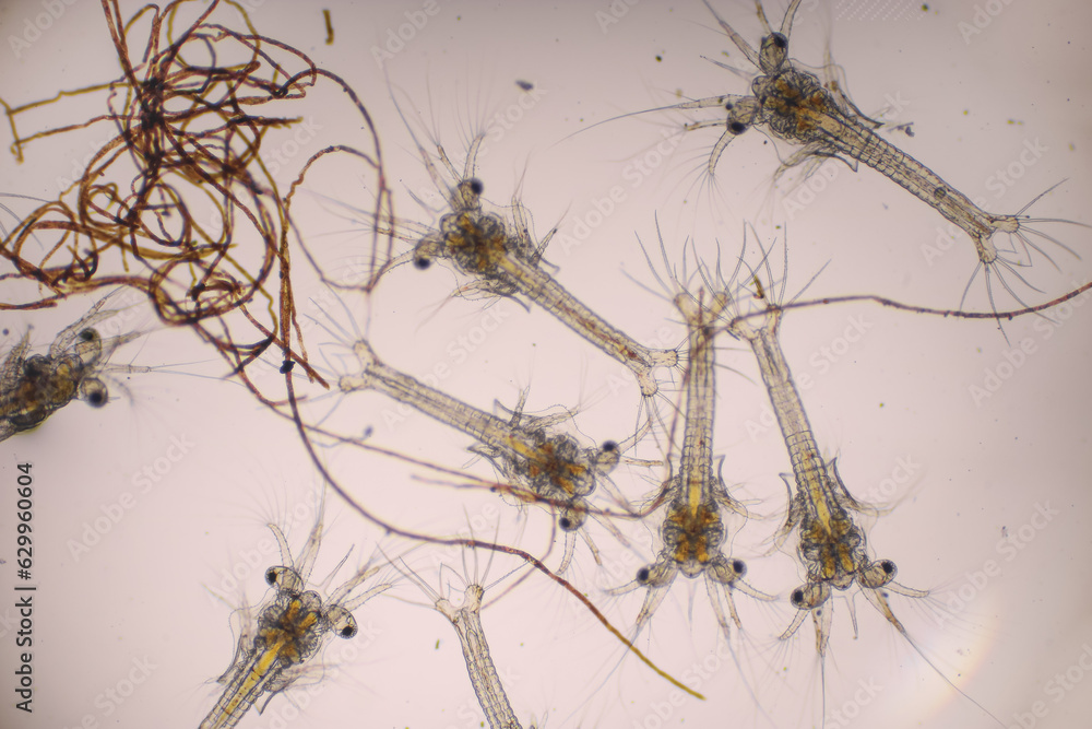 White shrimp. Zoea stage of Vannamei in light microscope, Shrimp larvae ...