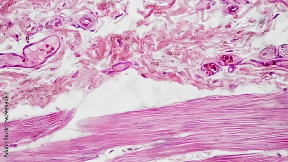 Section of human stomach fundic portion under microscope in 400 times ...