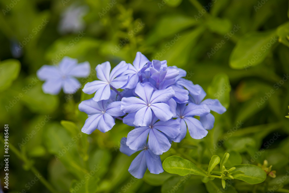 Blue flower of Cape leadwort in the garden. (Scientific name Plumbago ...