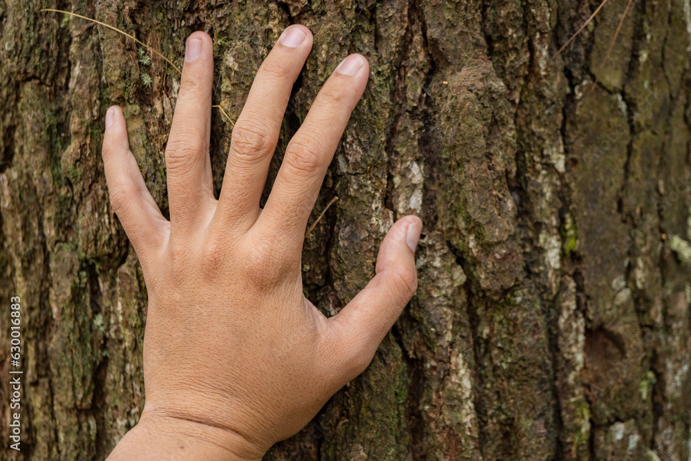 hand hold the tree trunk of pine tree. The photo is suitable to use for ...