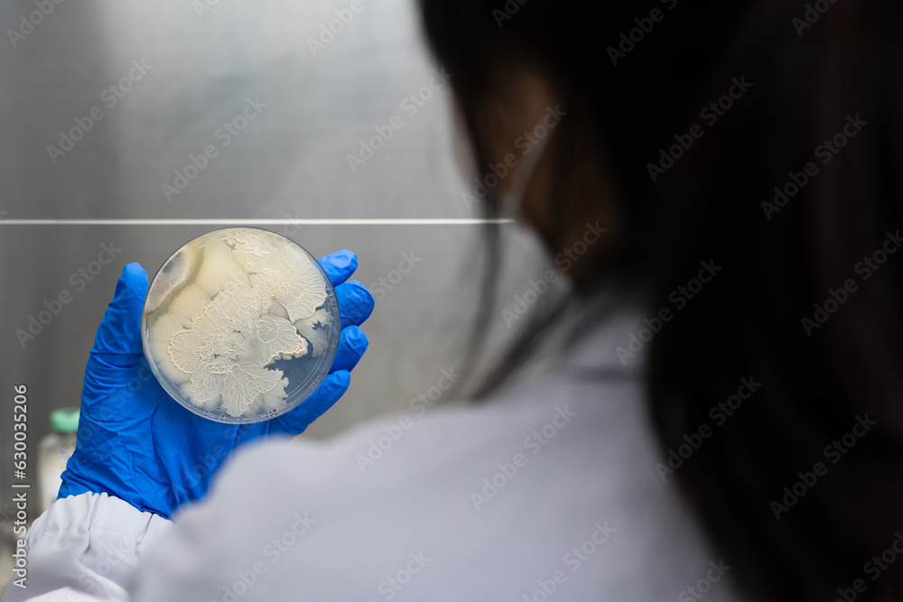 Scientist hand wearing blue gloves hold agar plate for diagnosis ...