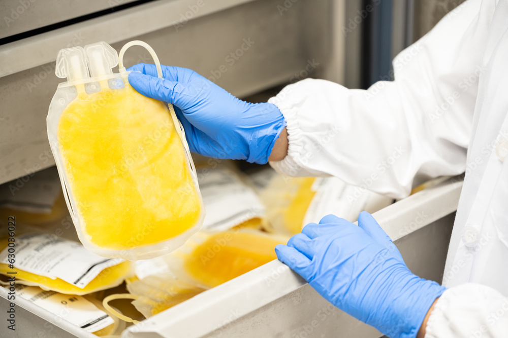 Doctor hand wearing blue gloves holding fresh frozen plasma bag in ...