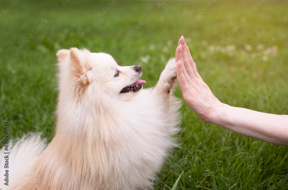 Dog paw and human hand shake hands. Give me five golden pomeranian ...