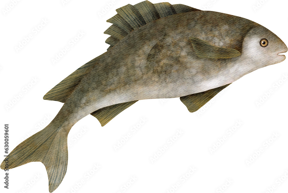 Watercolor freshwater fish illustration. Hand drawn European common ...