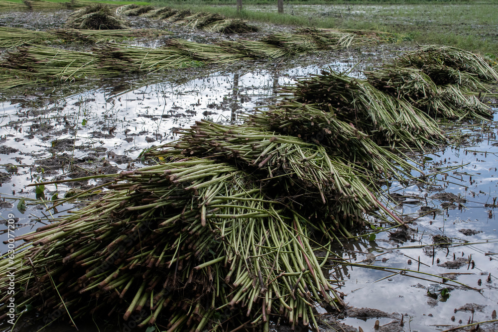 harvesting of jute fiber in natural way, white jute plants cut and ...