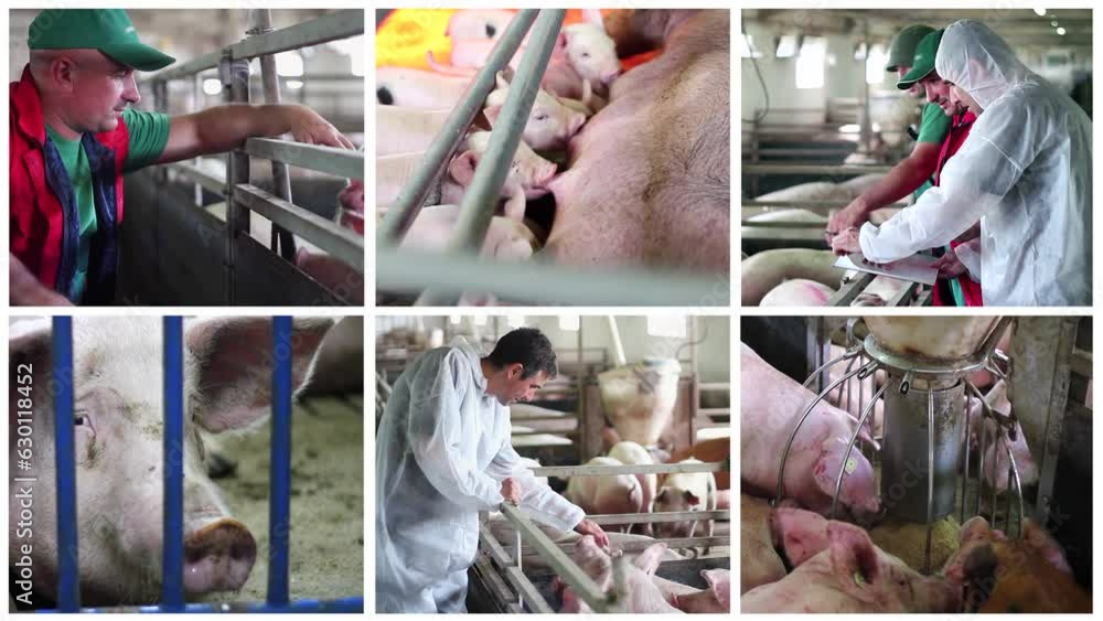 Pig Farming - Conceptual Multi Screen Video. Veterinarian Doctor ...