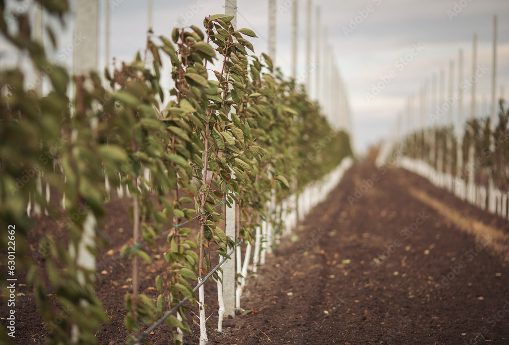 Orchard with garden safety netting.Black ANTI BIRD NET. Mesh Safety ...