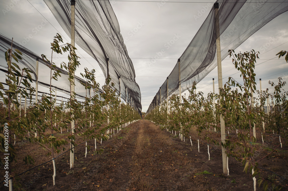Orchard with garden safety netting.Black ANTI BIRD NET. Mesh Safety ...