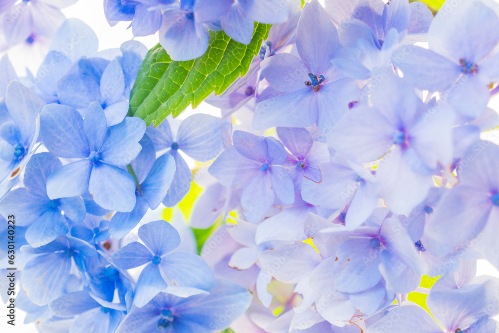 Blue hydrangea flowers background.blue flowers .Floral beautiful ...
