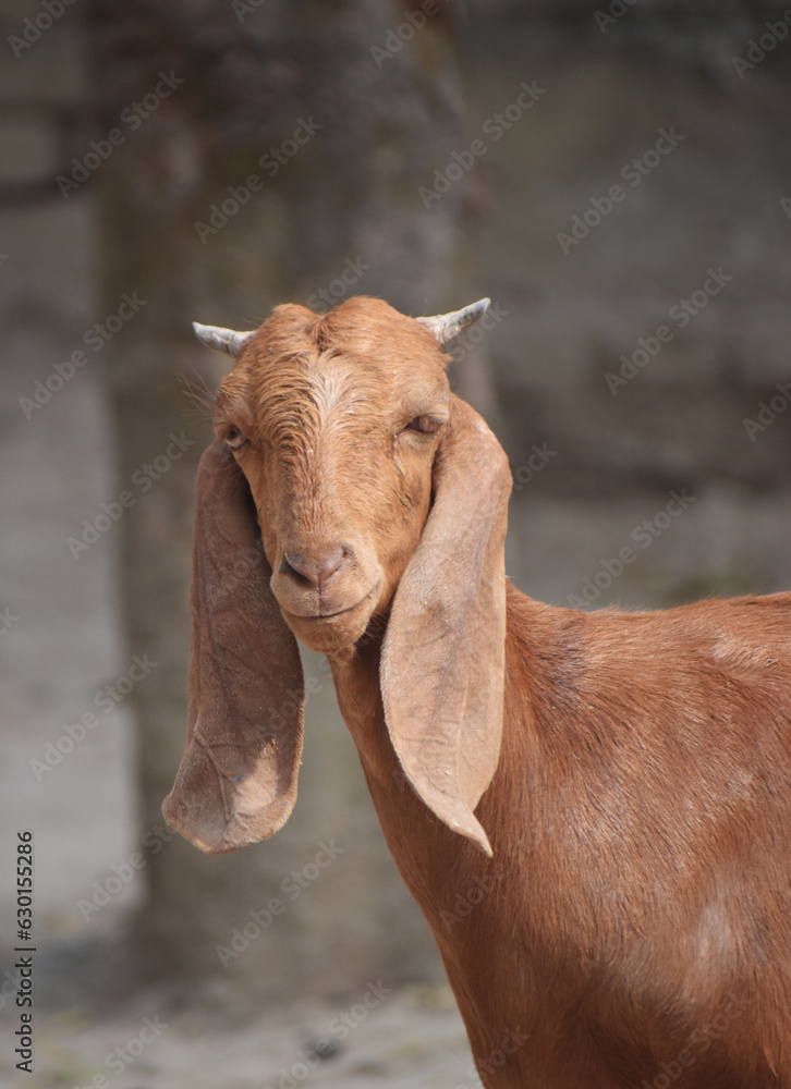 The Beetal goat is a breed from the Punjab region of India and Pakistan ...