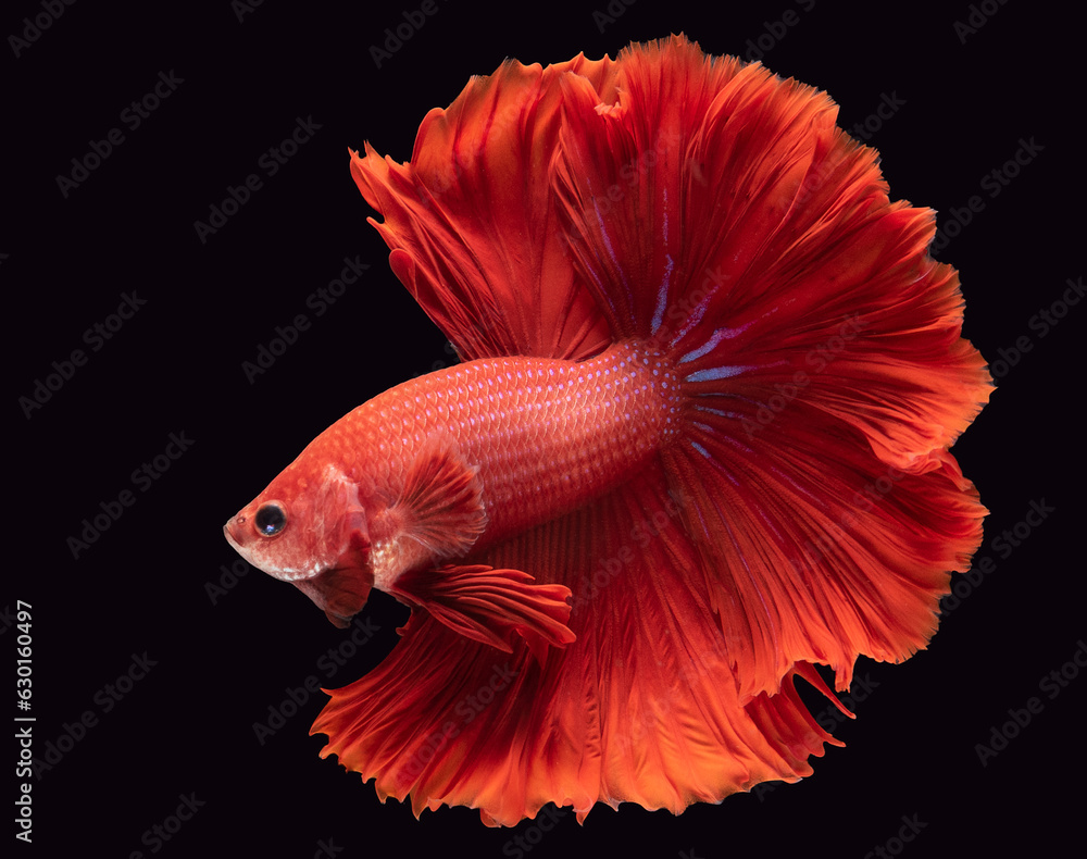 Red color Siamese fighting fish displays a bold and captivating hue ...
