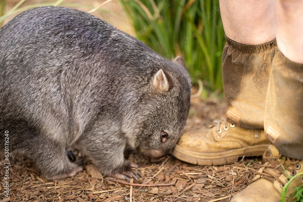 Beautiful wombat in the Australian bush, in a tasmanian park ...