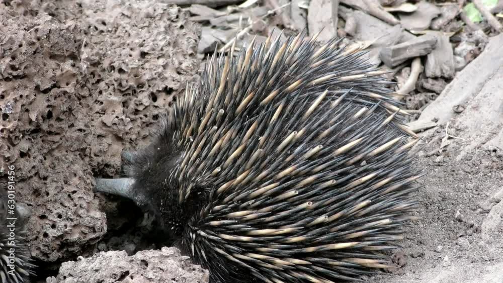 Short-beaked Echidna Animal Eating Termites from Termite Mound with ...