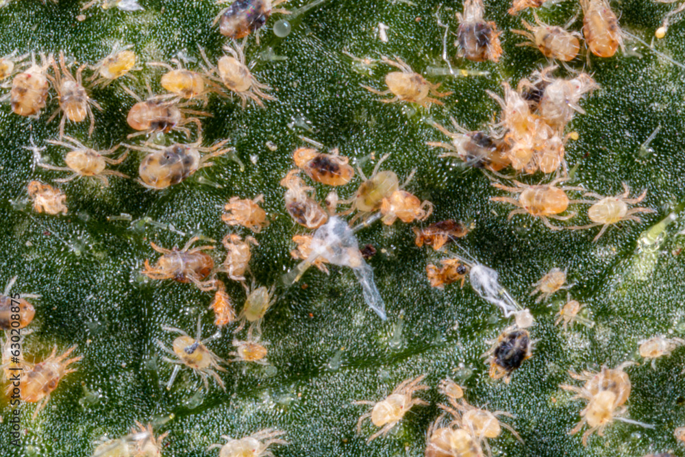 Tetranychus urticae ( red spider mite or two-spotted spider mite) is a ...