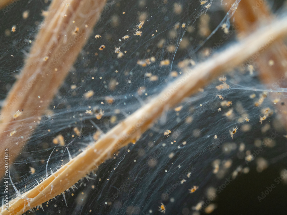 Tetranychus urticae ( red spider mite or two-spotted spider mite) is a ...