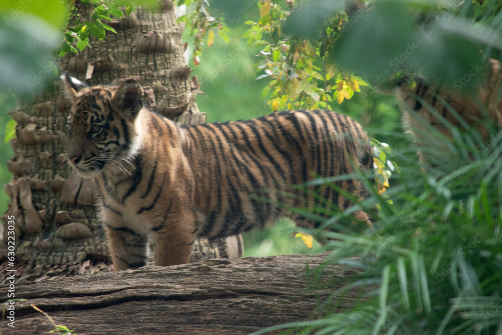 At four months of age tiger cubs are about the size of a medium-sized ...