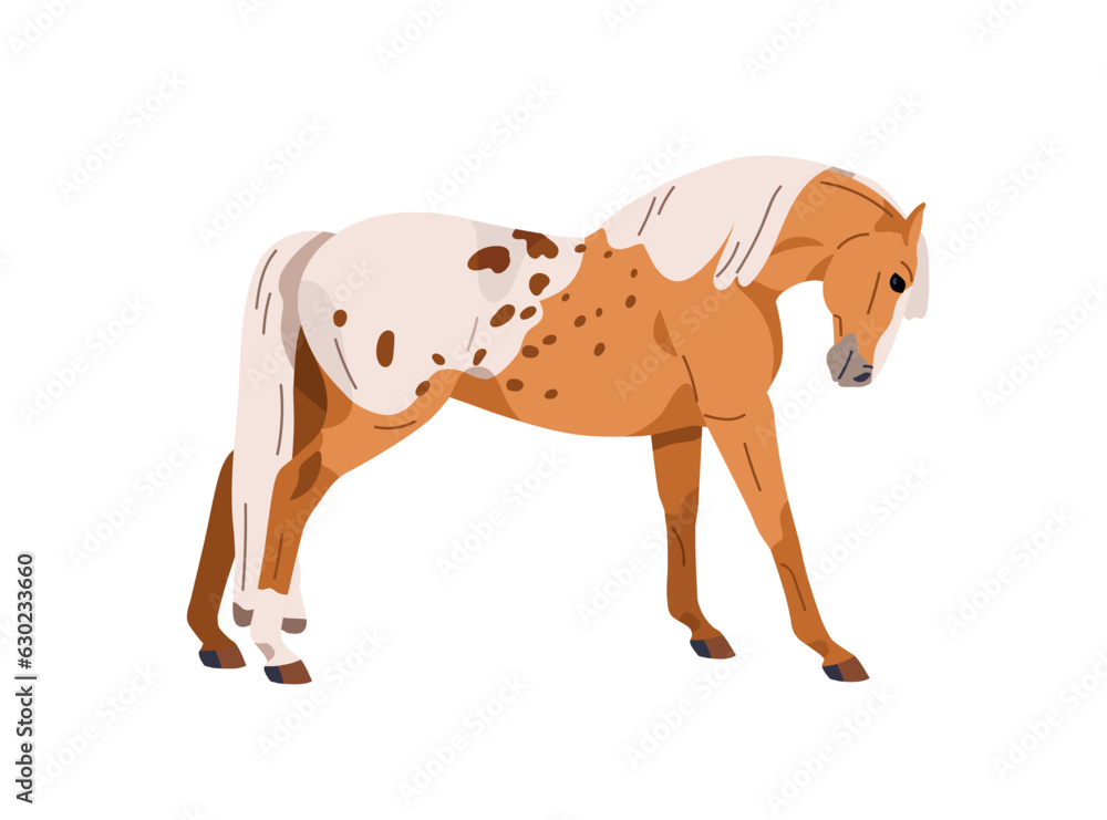 Spotted horse of Appaloosa breed. Stallion doing stretching exercise in ...
