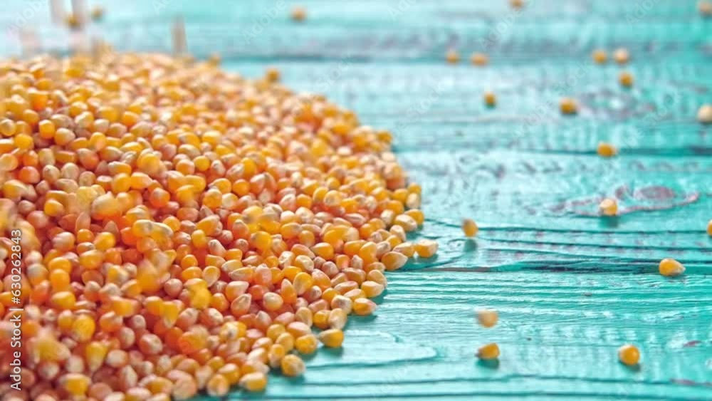 Corn seeds. Pile of raw corn grains is turning closeup on blue rustic ...