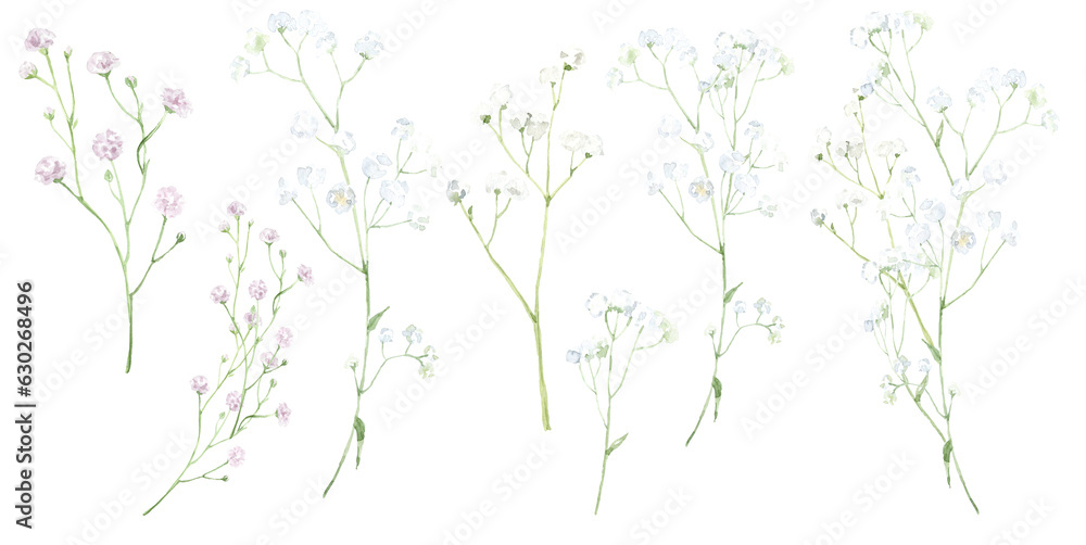 Watercolor floral illustration on a transparent background. White and ...