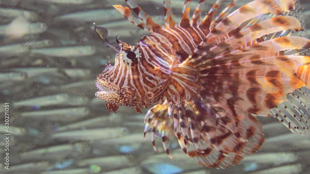 Red Lionfish or Common Lionfish (Pterois volitans) float with open ...