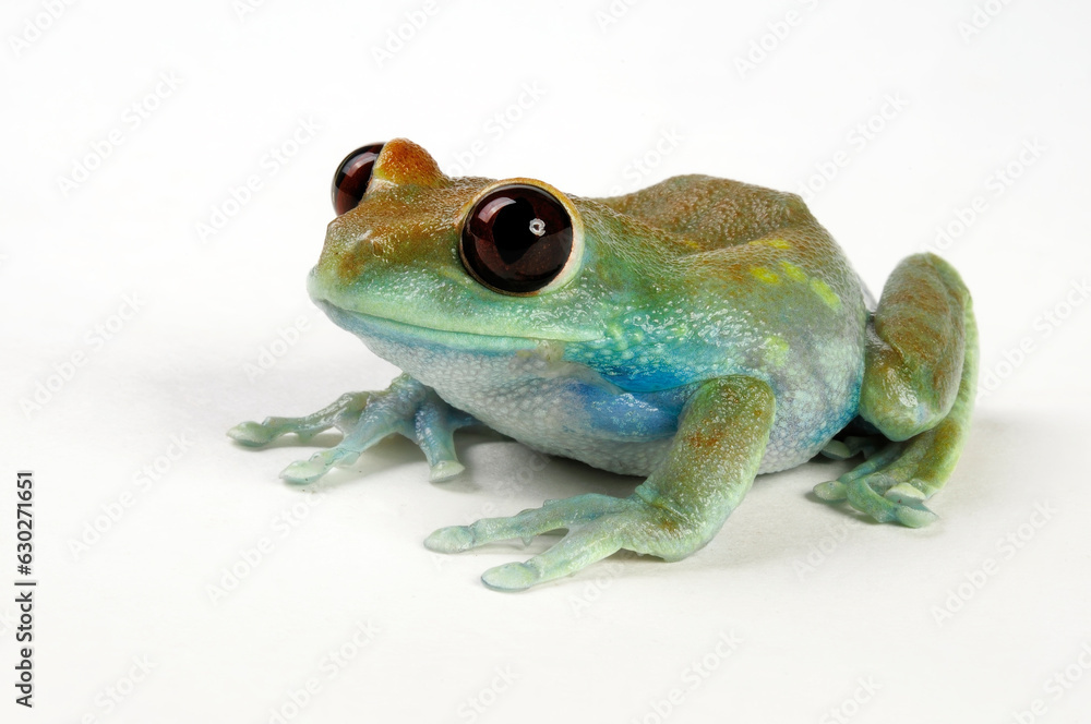 Uluguru forest tree frog // Uluguru-Waldsteigerfrosch (Leptopelis ...