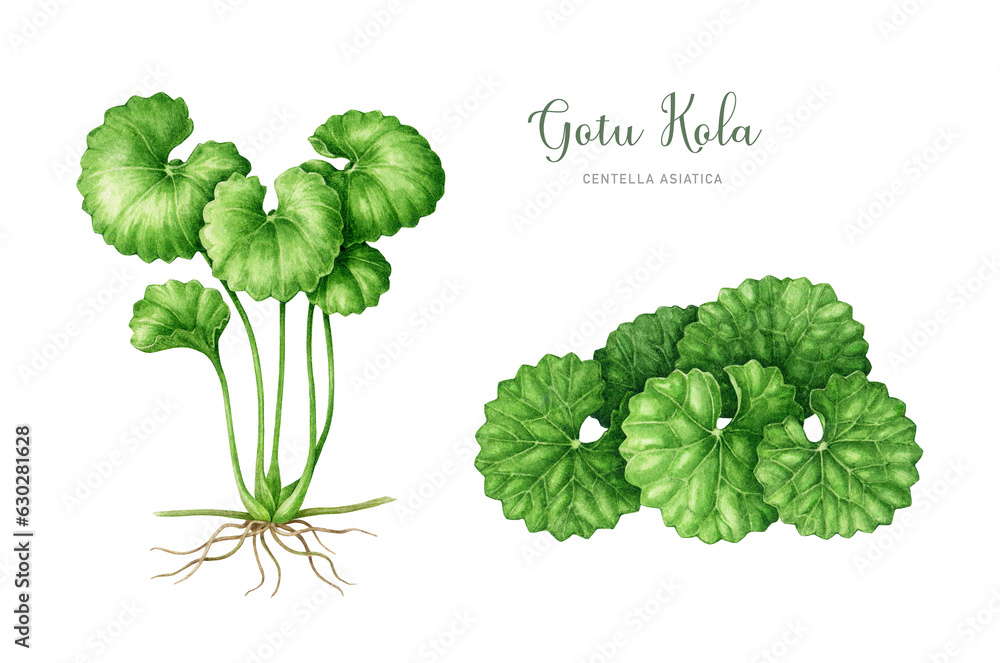 Gotu kola plant vintage style watercolor botanical illustration set ...