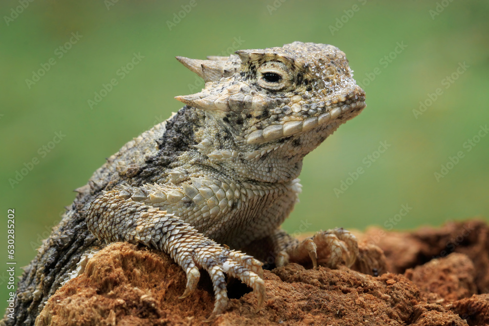 Closeup head of Phrynosoma, are known as the Horned Lizards, Horny ...