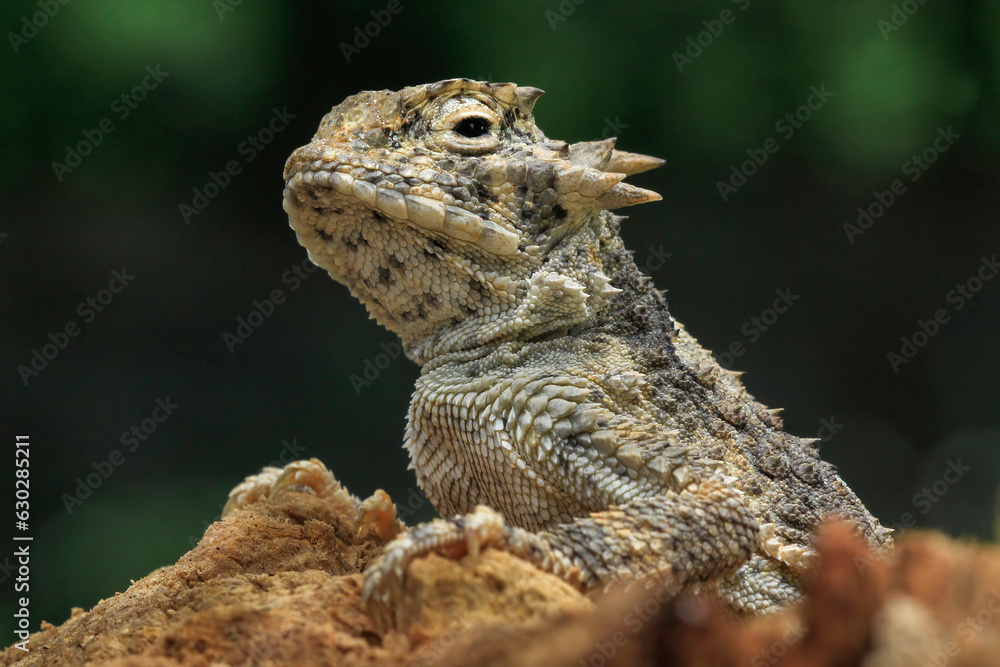 Closeup head of Phrynosoma, are known as the Horned Lizards, Horny ...