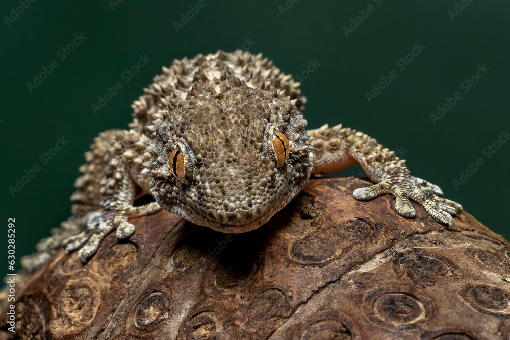 Crocodile Gecko (Tarentola mauritanica) is a robust gecko. It gets its ...