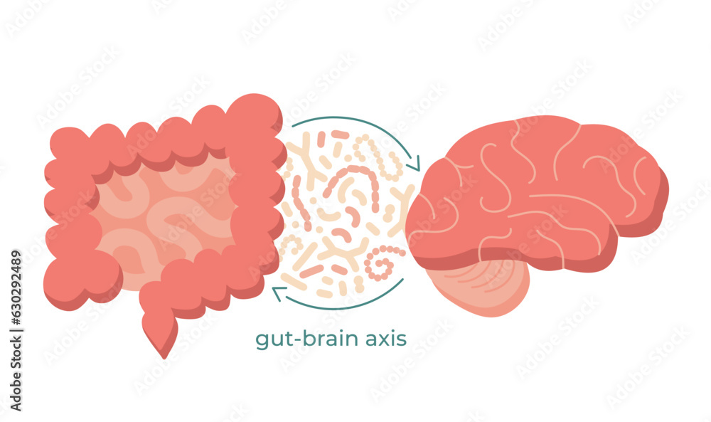 Gut-brain axis and microbiome concept. Enteric nervous system in human ...