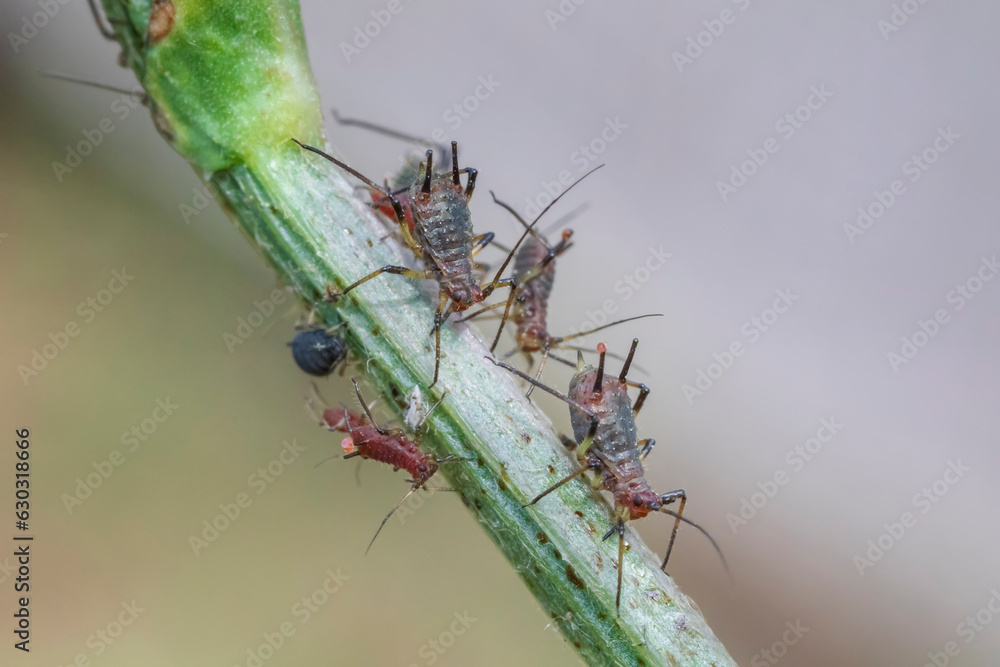 Amazing detailed macro of many aphids on the plant. Stock Photo | Adobe ...