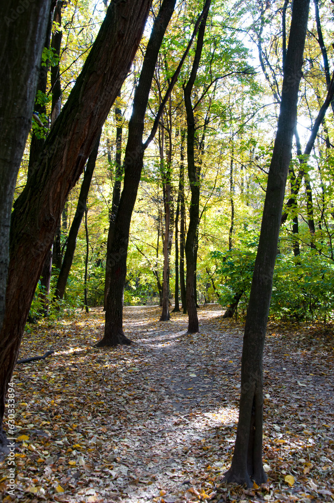 path way in park. autumnal season in the park. seasonal leaves and ...