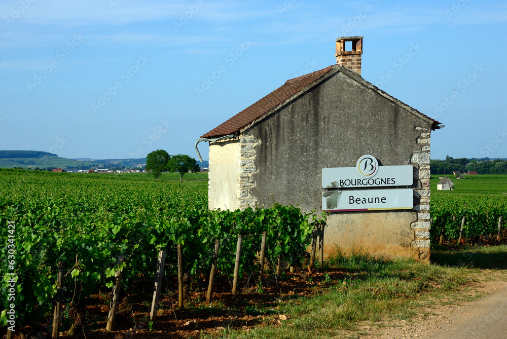 Beaune, Department of Cote d'Or, Burgundy, France, Europe - vineyards ...