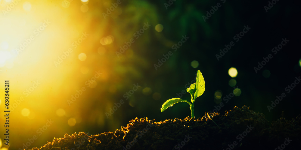 Seedling are growing in the soil with backdrop of the sunlight ...
