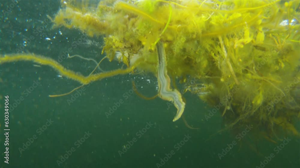 Worm Polychaeta Nereis virens (Alitta virens) from family Nereididae ...