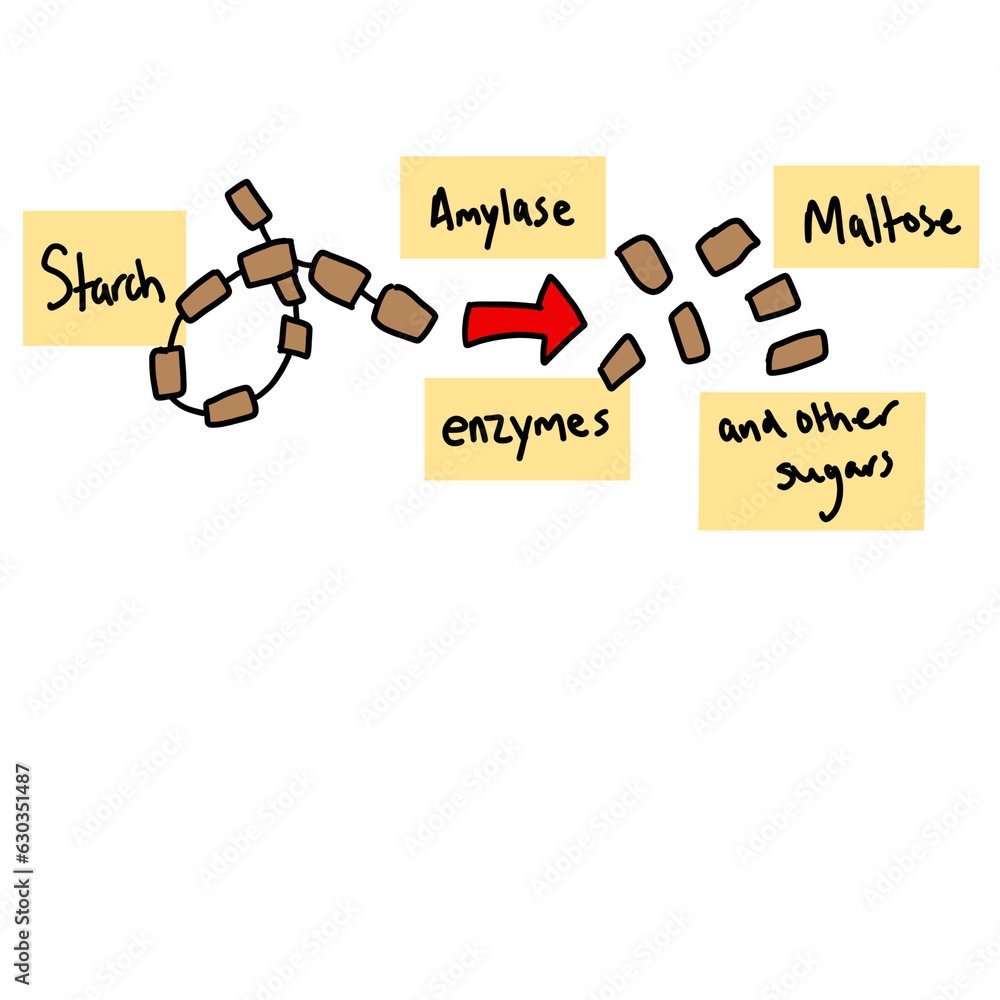 Amylase Enzyme Starch Science Illustration Drawing Educational Stock ...