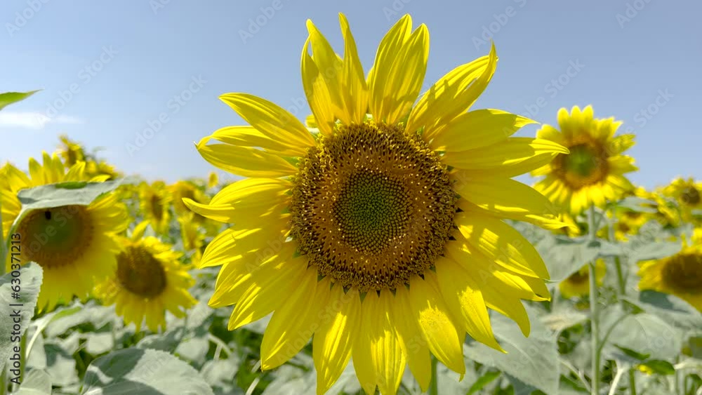 sunflower close up, field under summer sunny sky. turning turns over ...