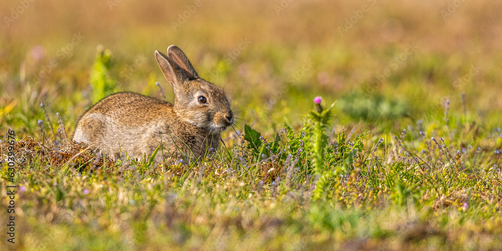Lapin de garenne ou Lapin commun (Oryctolagus cuniculus) Stock Photo ...