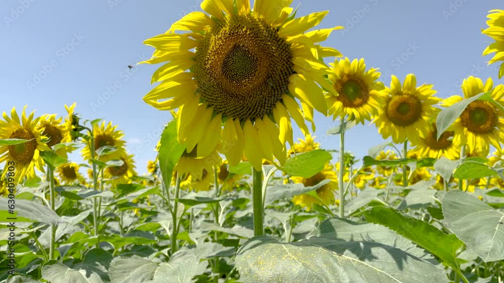 sunflower close up, field under summer sunny sky. turning turns over ...