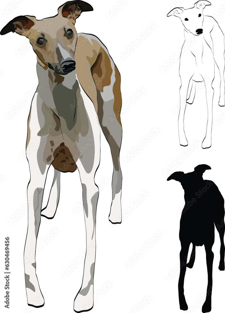 Standing Whippet detailed drawn dog. Cute side view pet. Logo design, dog silhouette, and ...