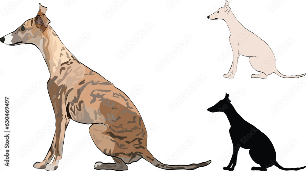 Sitting Whippet detailed drawn dog. Cute side view pet. Logo design ...
