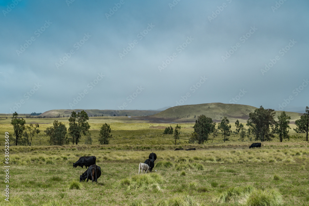 Fototapeta cattle in pasture. Junction of Hokuloa UCC and Mamalahoa ...