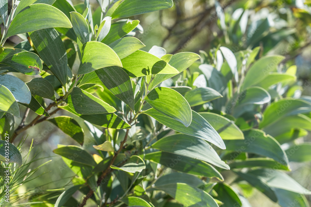 Acacia koa, commonly known as koa,[3] is a species of flowering tree in ...