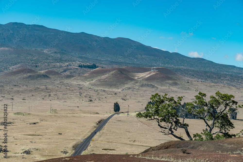 Acacia koa, commonly known as koa, flowering tree in the family ...